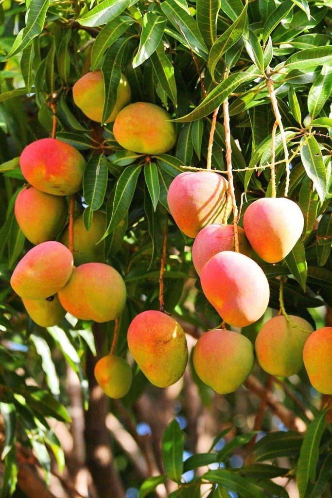 Types Of Mangoes Mango Varieties From Around The World With Pictures Golden Spike Company