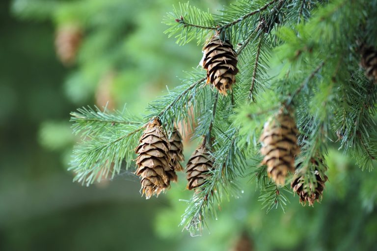 Types Of Tree Seed Pods Identification Guide With Pictures