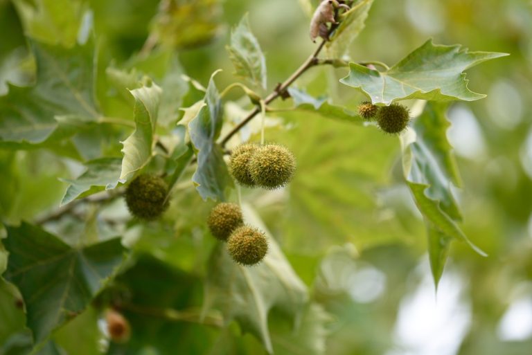 Types Of Tree Seed Pods Identification Guide With Pictures